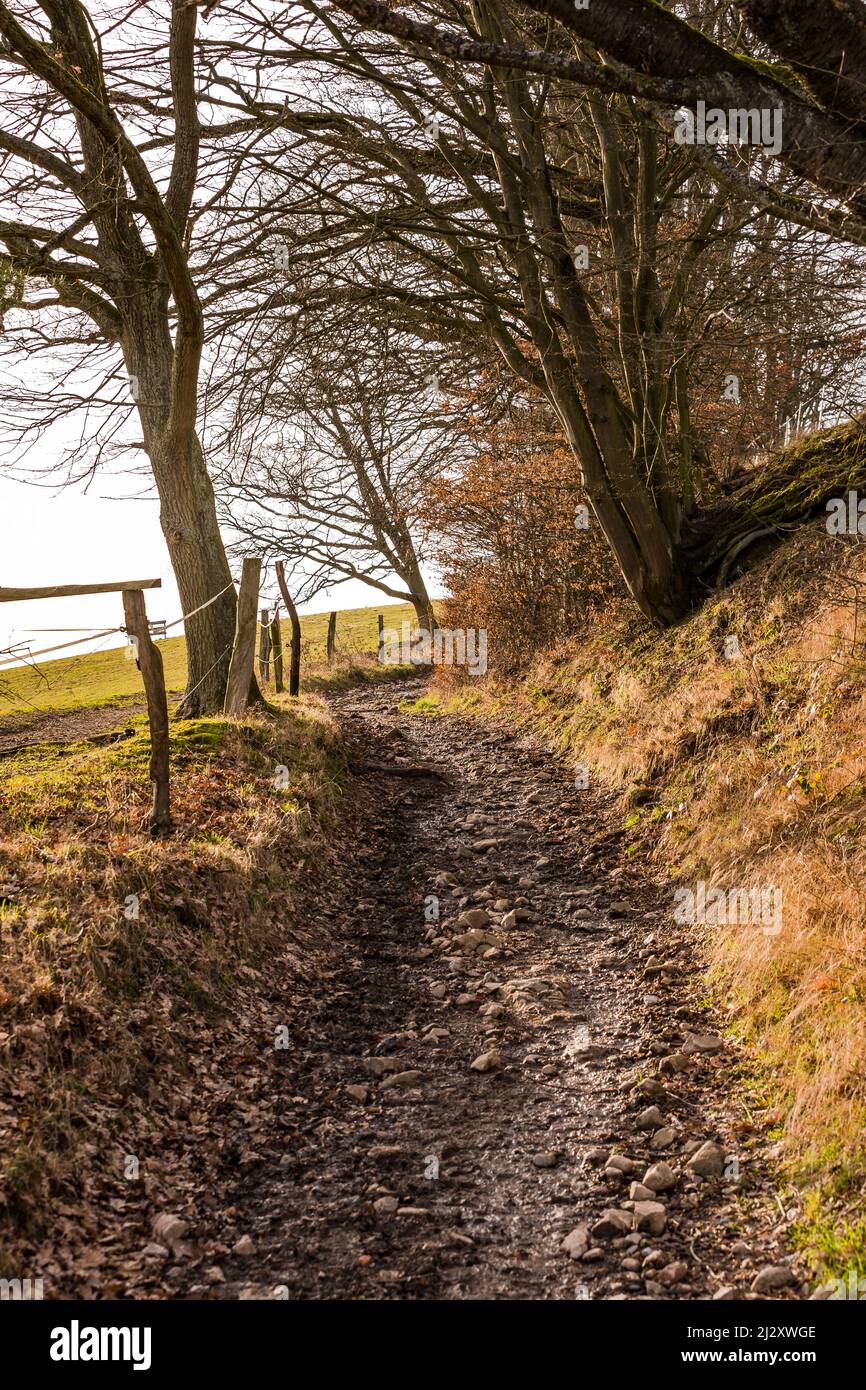 Chemin creux en forêt Banque de photographies et d’images à haute ...
