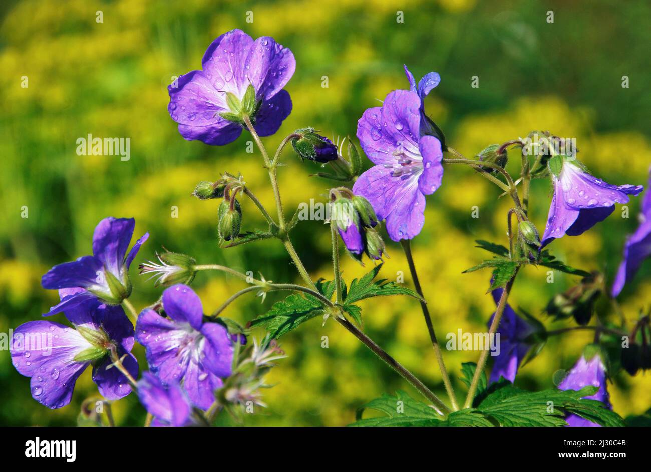 Hardy geranium border Banque de photographies et d’images à haute ...