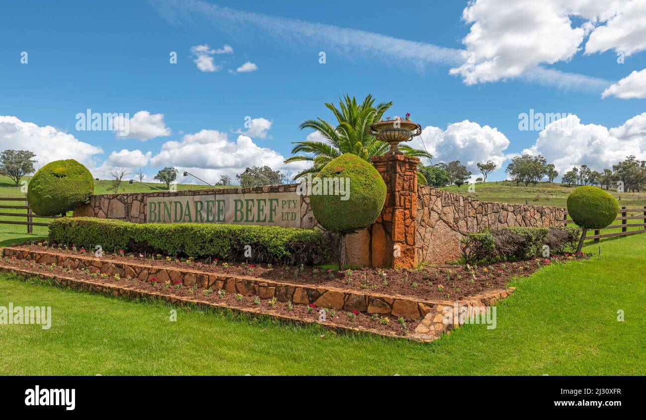 Boeuf bindaree Banque de photographies et d’images à haute résolution ...