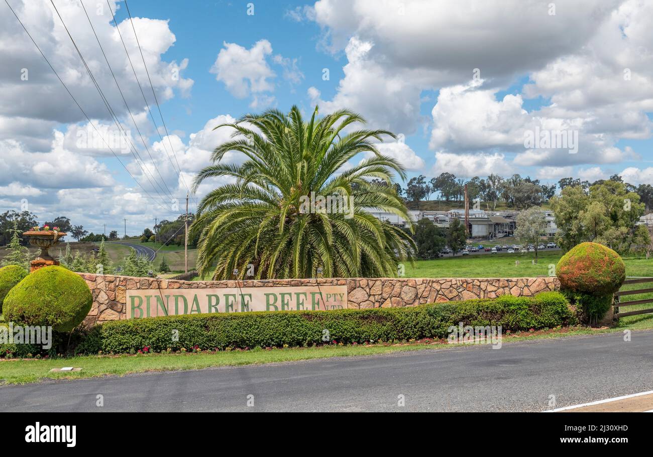 Boeuf bindaree Banque de photographies et d’images à haute résolution ...