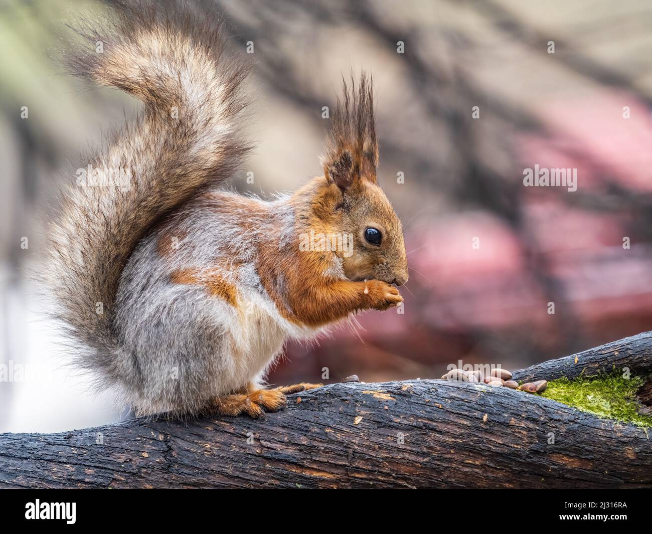 L'écureuil avec écrou se trouve sur une branche au printemps ou en été ...