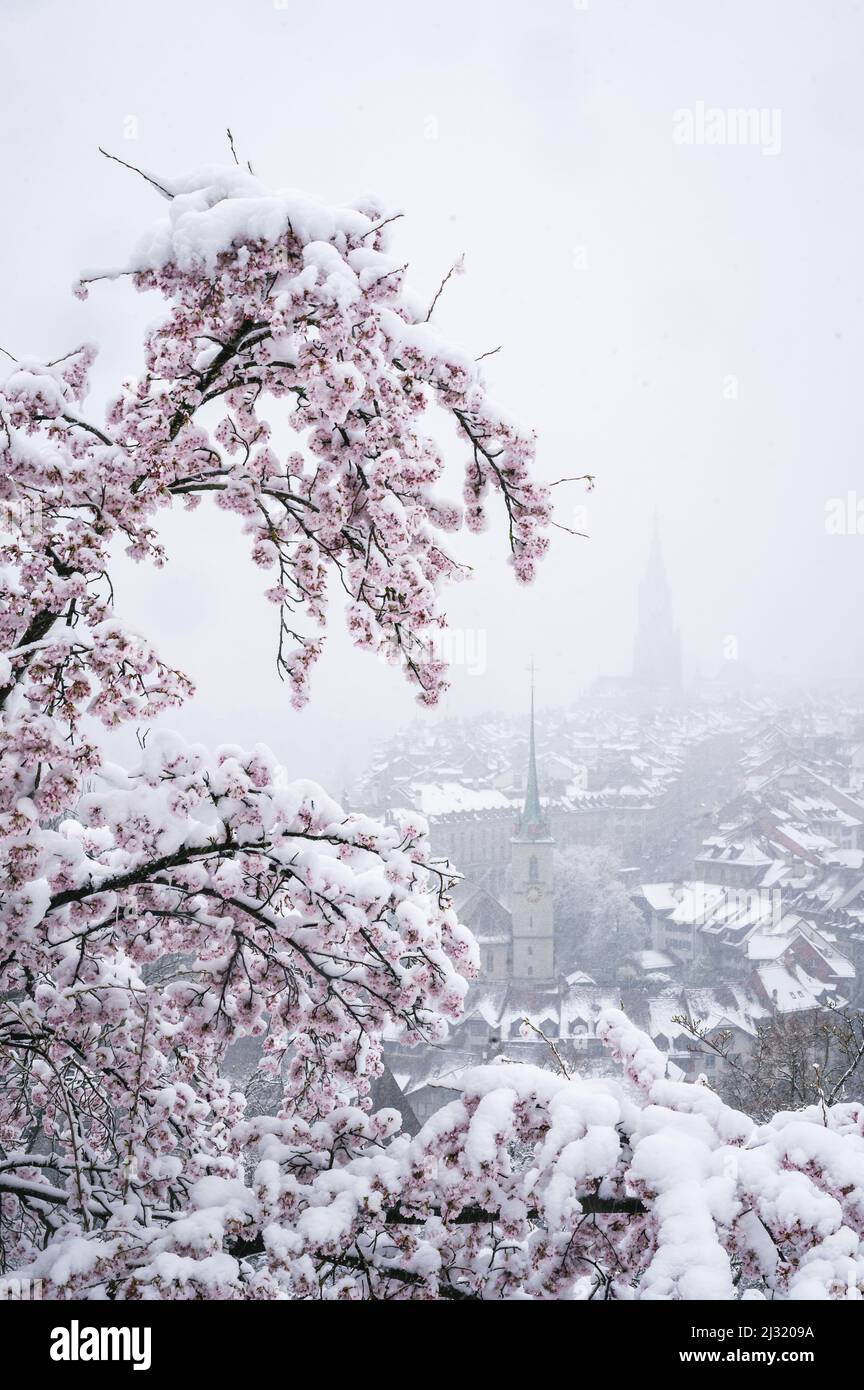 Sakura des neiges Banque de photographies et d’images à haute ...