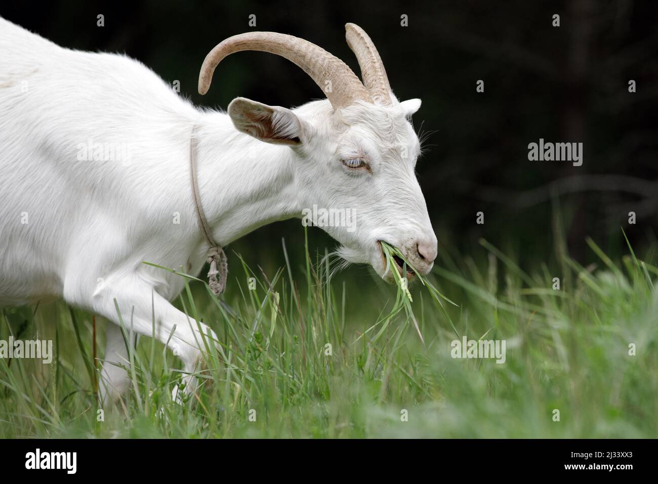 Chèvre blanche cornes Banque de photographies et d’images à haute ...