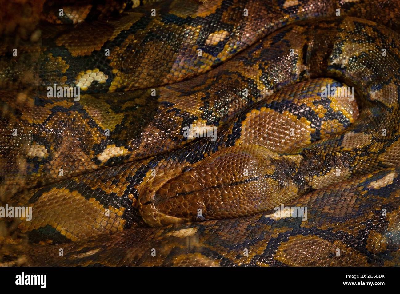 Python nature Banque de photographies et d’images à haute résolution ...