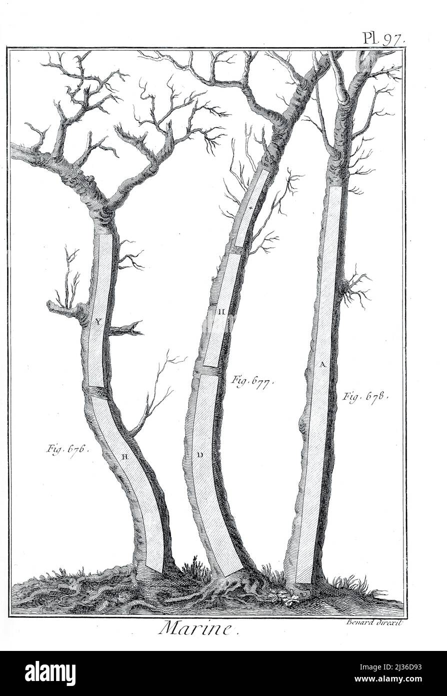 Comment cultiver et utiliser des arbres pour la construction navale de ...