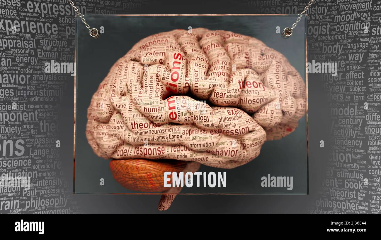 L'émotion dans le cerveau humain - des dizaines de termes importants ...