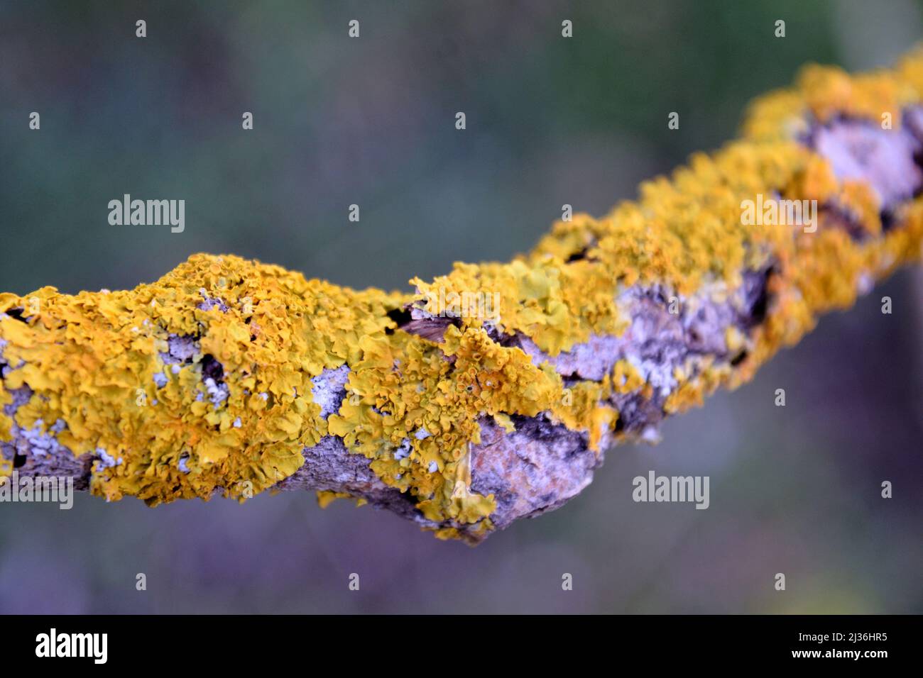 belle macro-photo de lichen sur une branche d'arbre le lichen est un ...