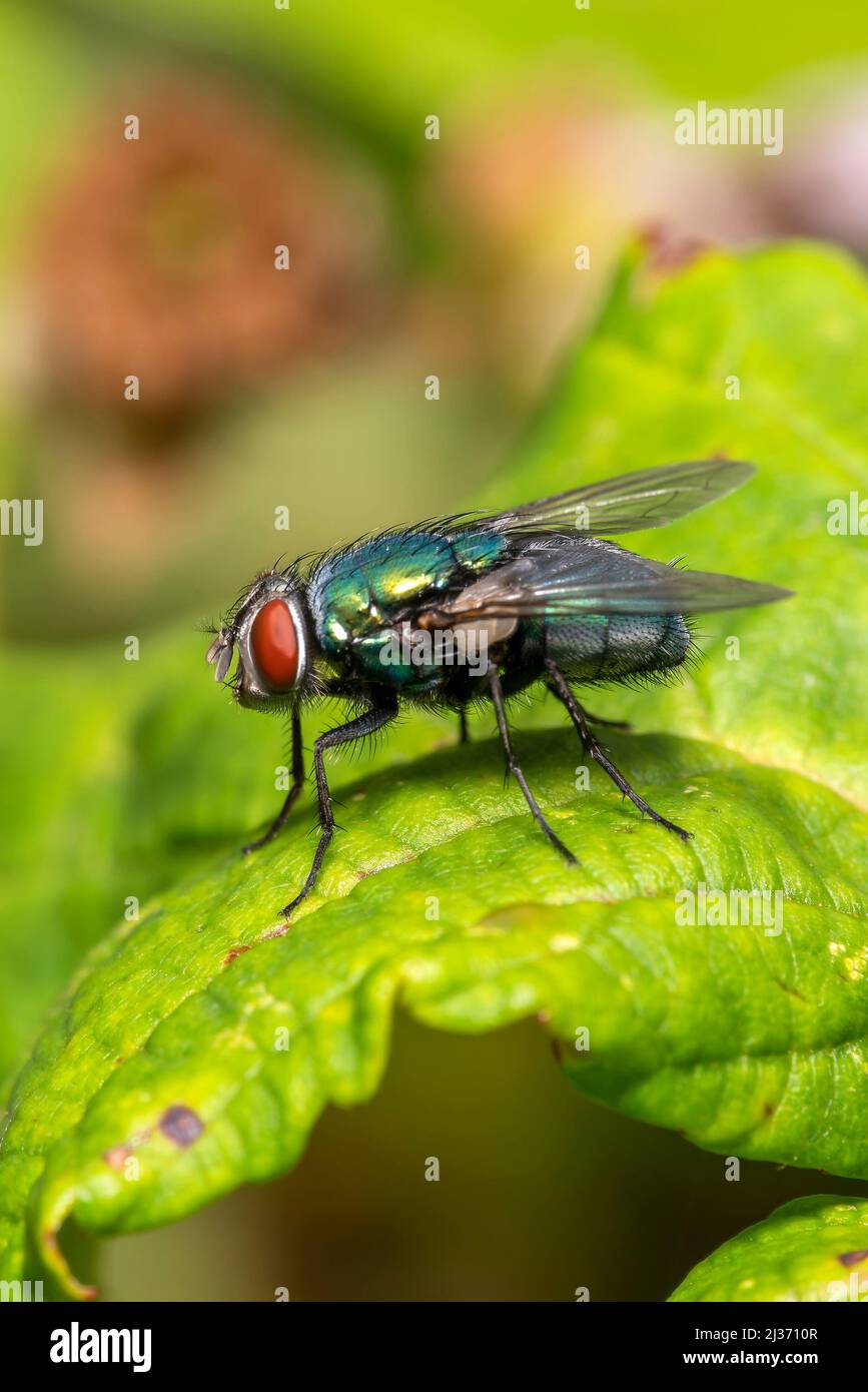La mouche verte commune de bouteille ( lucilia sericatafly) qui est une ...