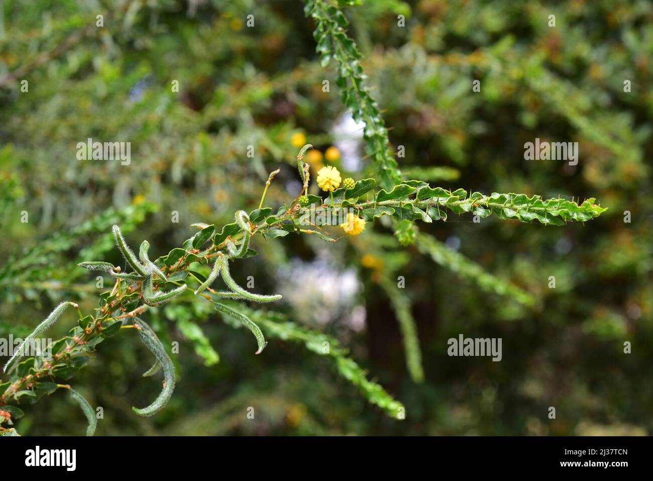 Acacia arbuste Banque de photographies et d’images à haute résolution ...