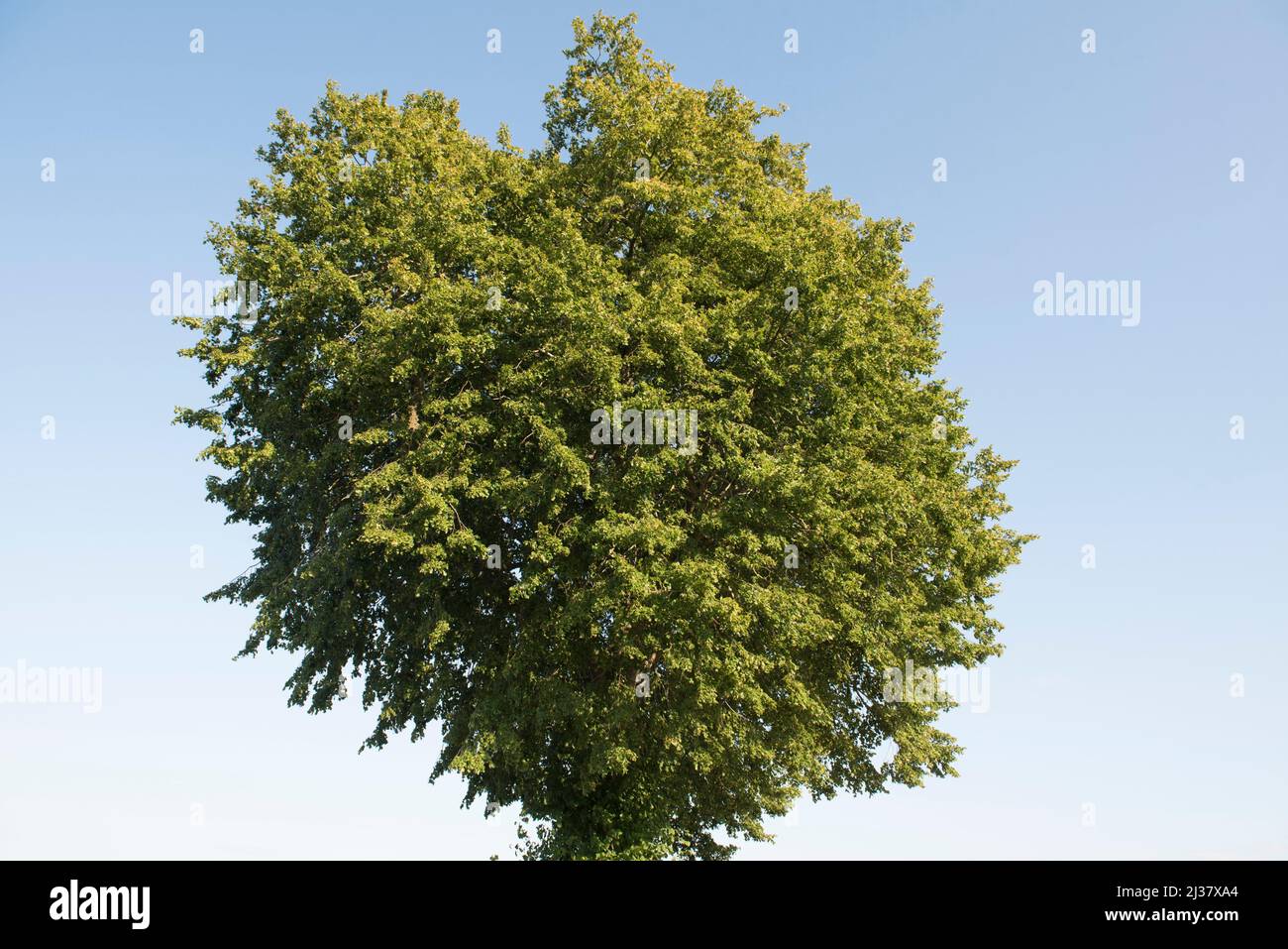 Arbre Remarquable De France Banque De Photographies Et Dimages à Haute