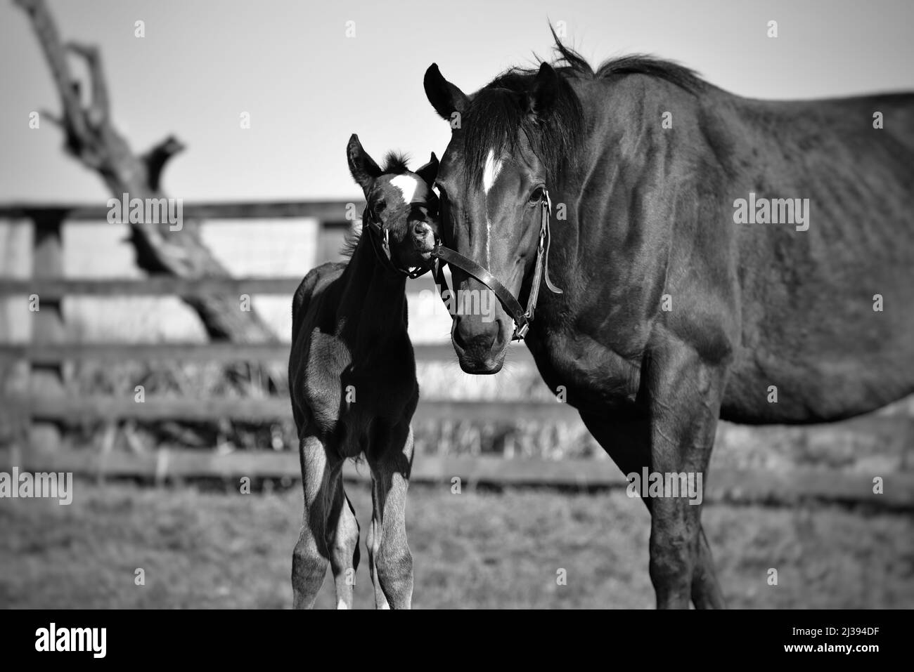 Poulain et jument Banque d'images noir et blanc - Alamy