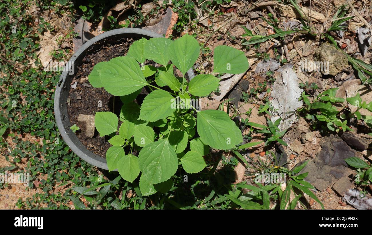 Vue en hauteur d'une plante indienne d'Acalypha dans le pot (Acalypha ...