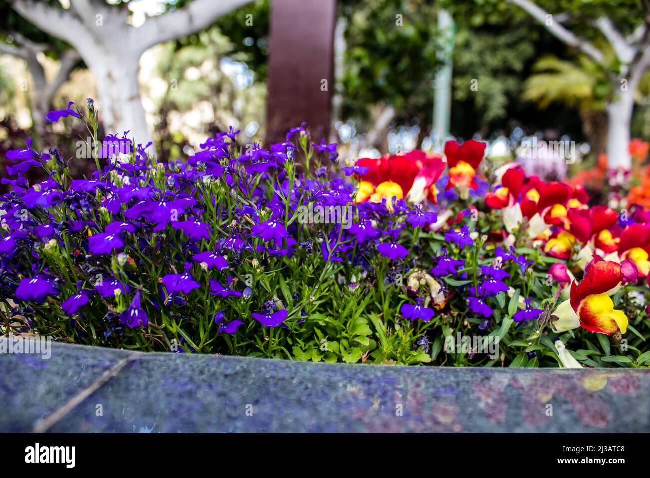 Tel Aviv, Israël - 05 avril 2022 fleurs colorées décorant les trottoirs ...
