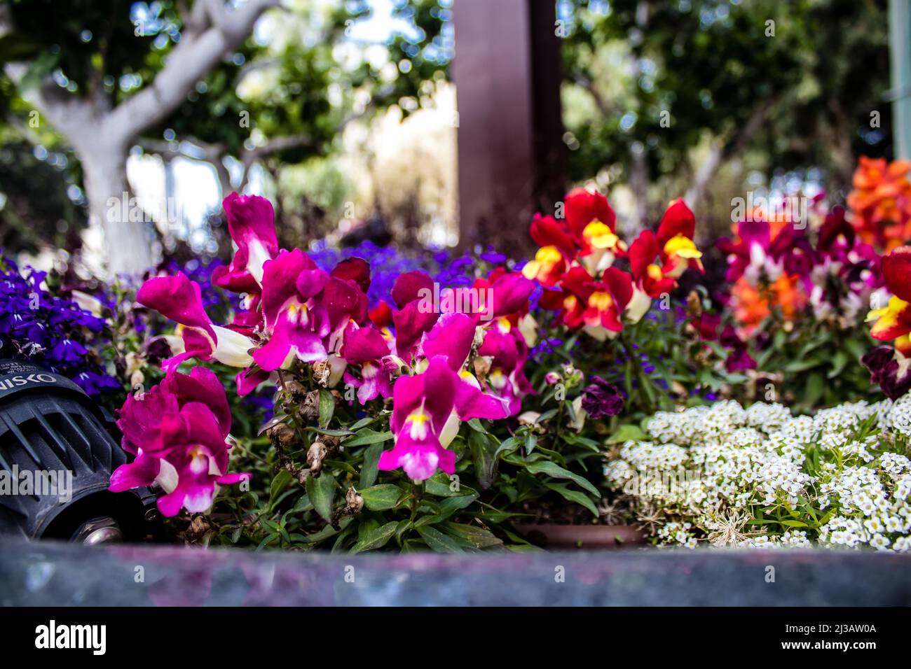 Tel Aviv, Israël - 05 avril 2022 fleurs colorées décorant les trottoirs ...
