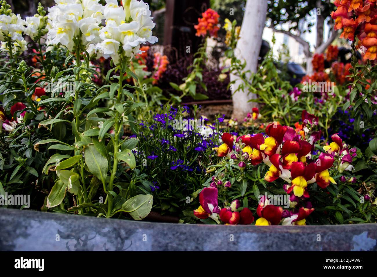Tel Aviv, Israël - 05 avril 2022 fleurs colorées décorant les trottoirs ...