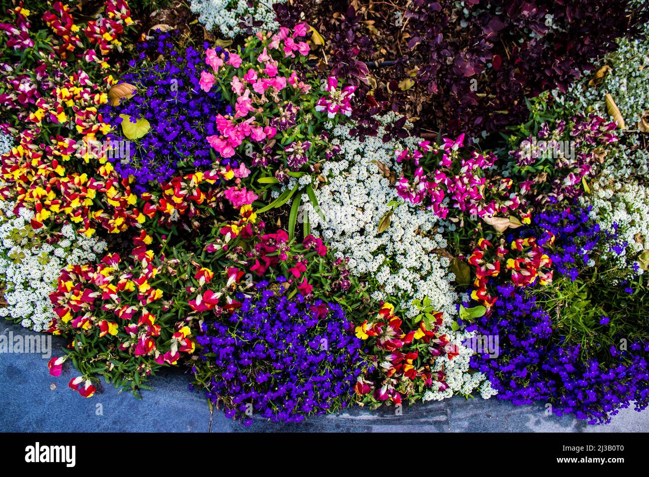 Tel Aviv, Israël - 05 avril 2022 fleurs colorées décorant les trottoirs ...