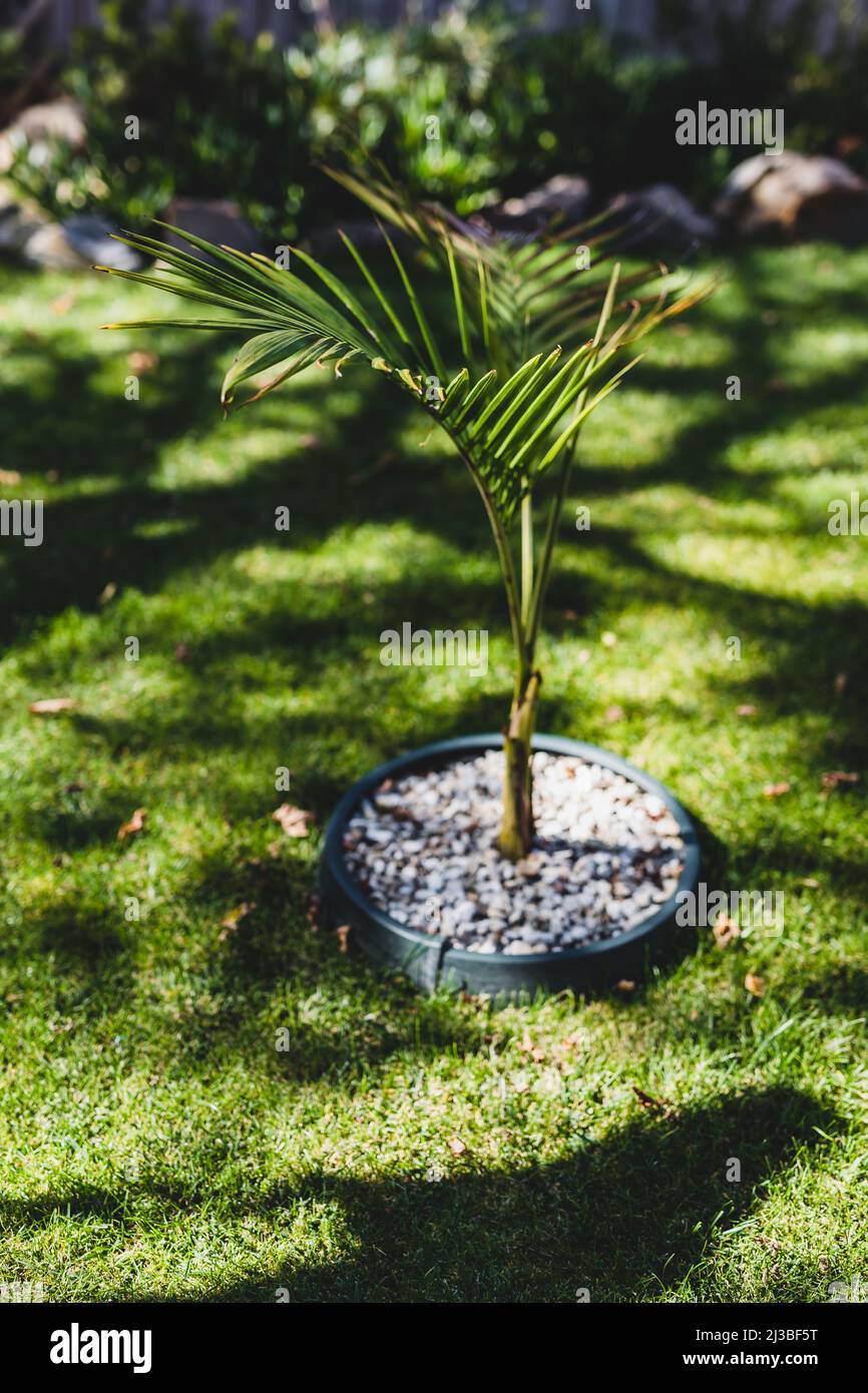 jardin ensoleillé idyllique avec palmier de bangalow tropical au milieu ...