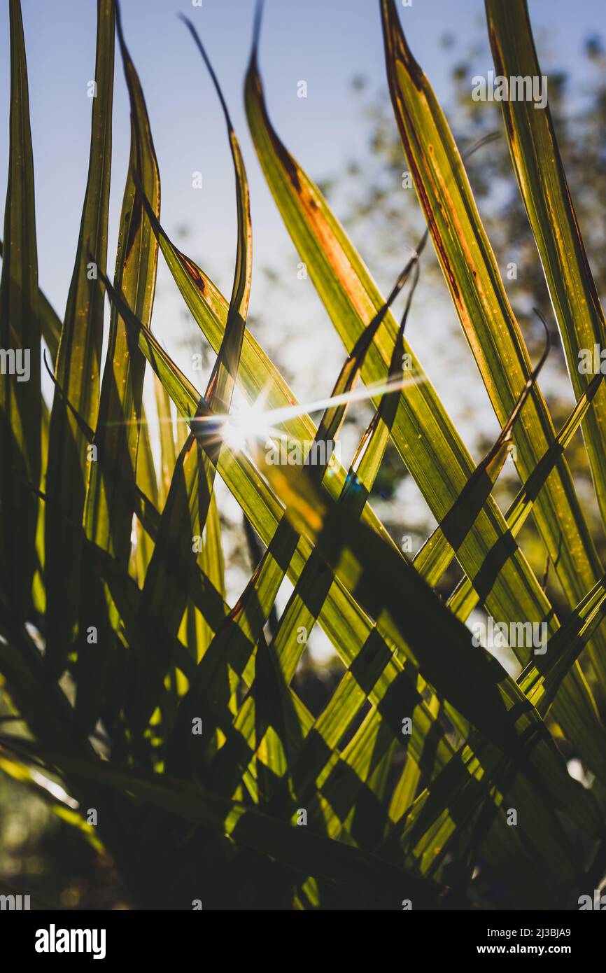 Gros plan de Majesty Palm frond (Ravenea rivularis) en plein air dans ...