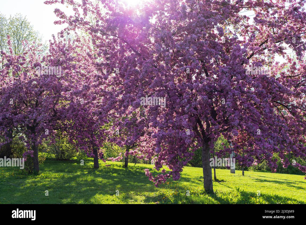 Arbres à fleurs roses Banque de photographies et d’images à haute ...