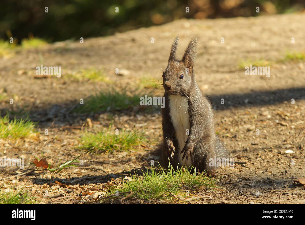 Sciurus vulgaris forêt noire Banque de photographies et d’images à ...