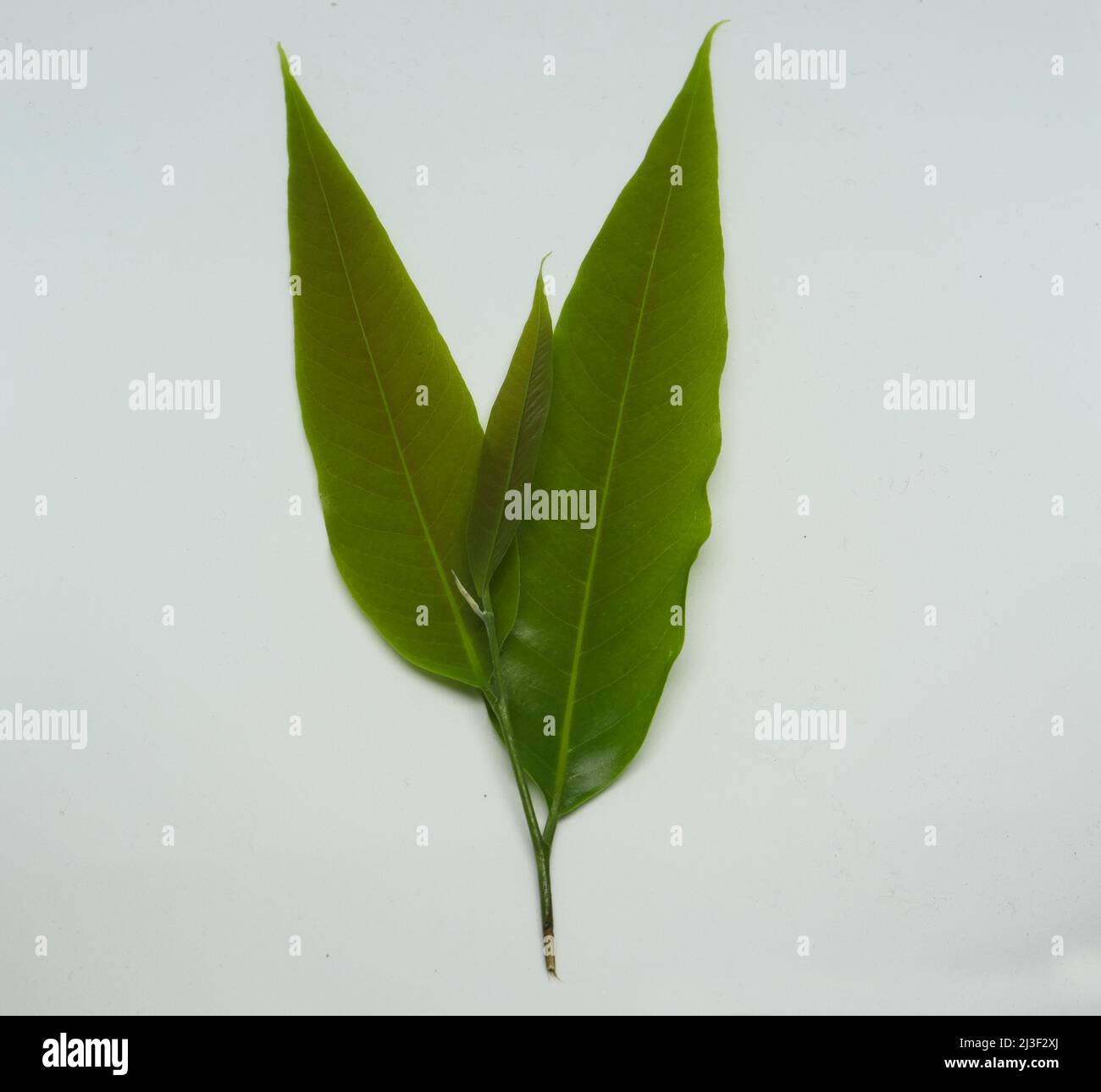 Polyalthia longifolia var pendula - feuilles, Monoon longifolium. Avec ...