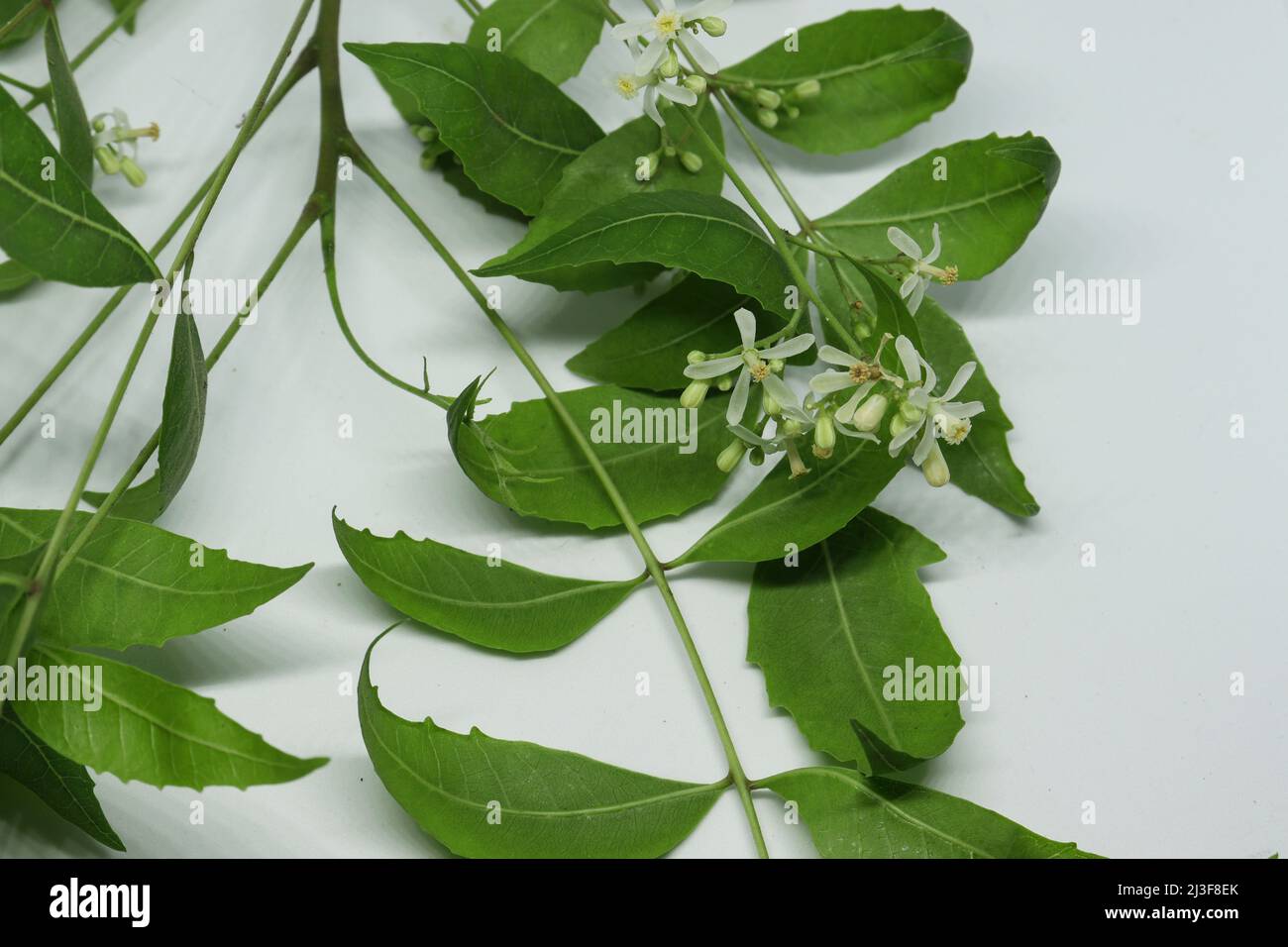 Feuille de neem Banque de photographies et d’images à haute résolution ...