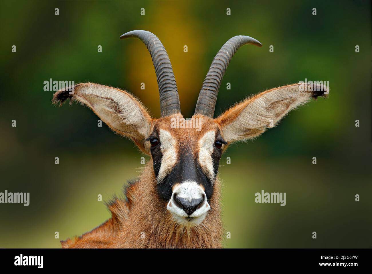 Roan antelope hippotragus equinus savanna Banque de photographies et d ...