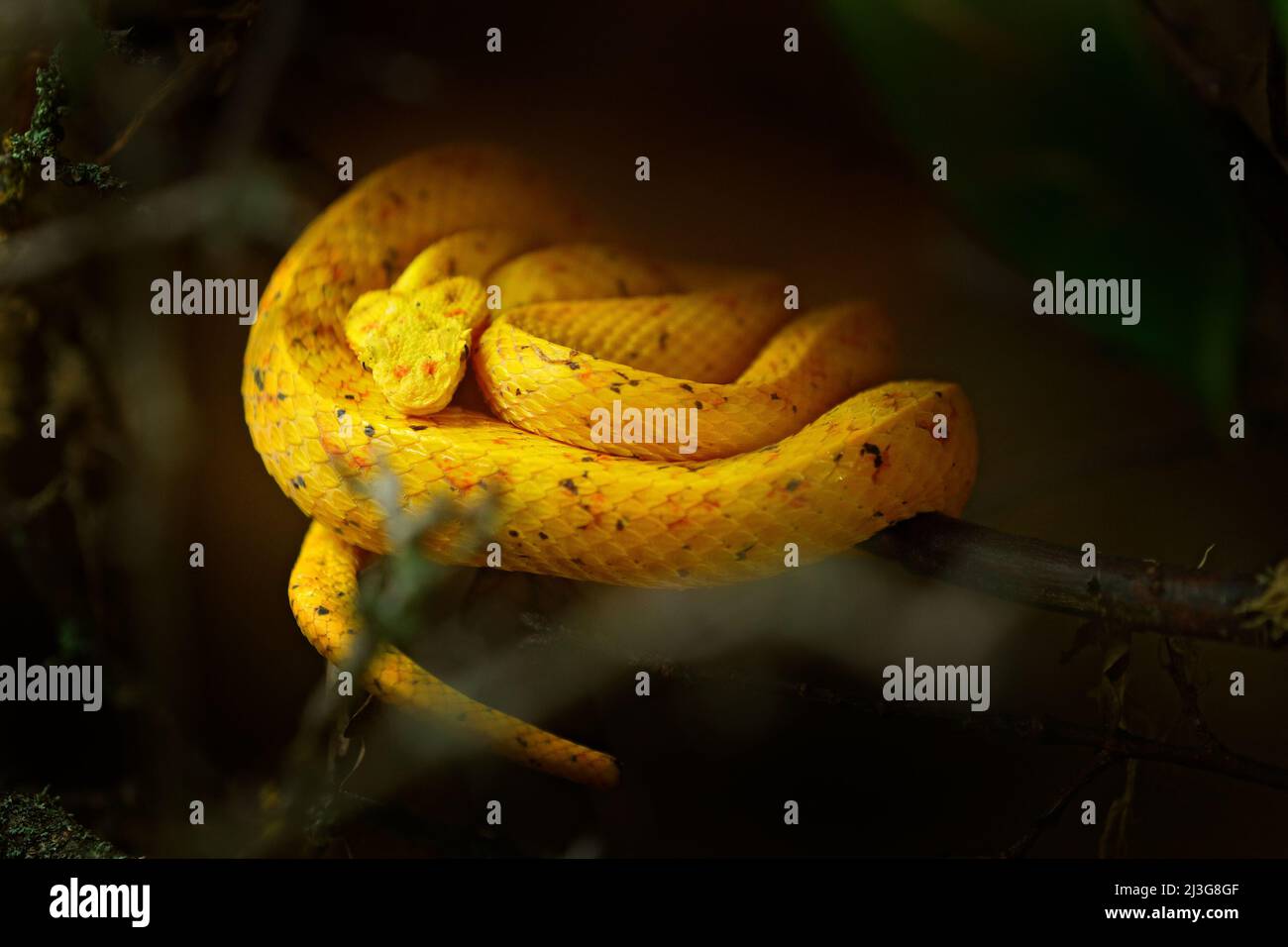 Bothrops jararaca Banque de photographies et d’images à haute ...