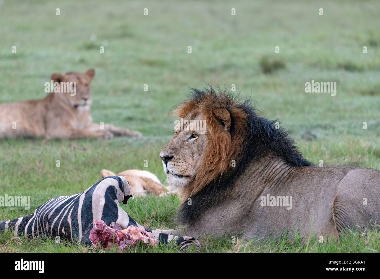Le roi lion zebre Banque de photographies et d’images à haute ...