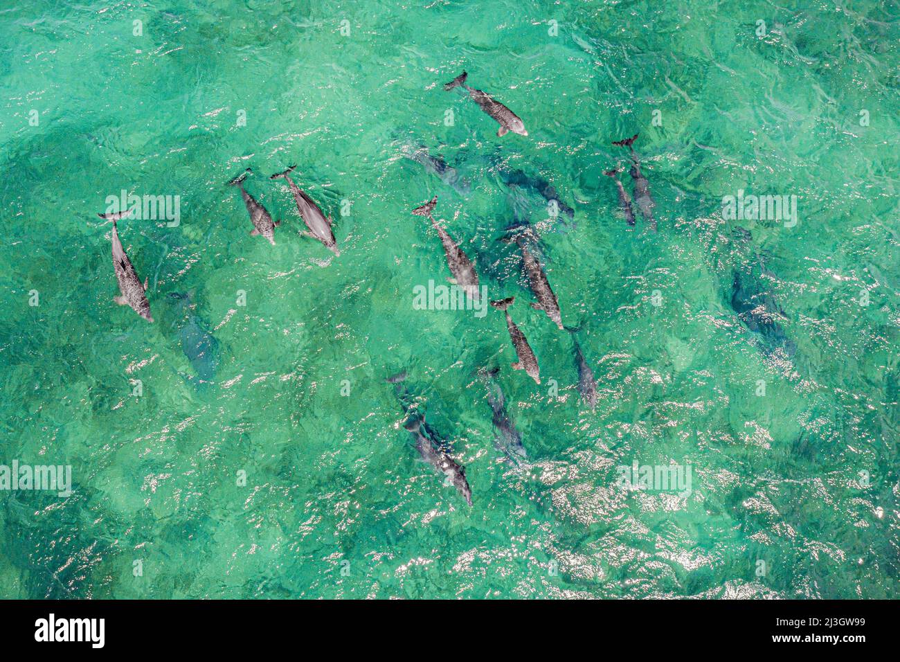 France, Petites Antilles, Antilles Françaises, Saint-Martin, Réserve ...