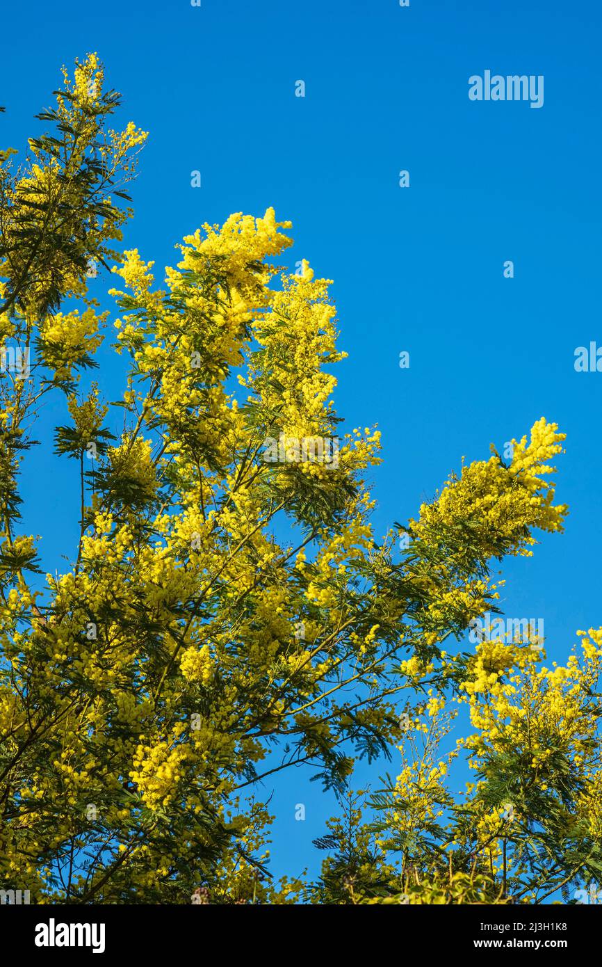 Mimosas en fleurs Banque de photographies et d’images à haute résolution - Alamy