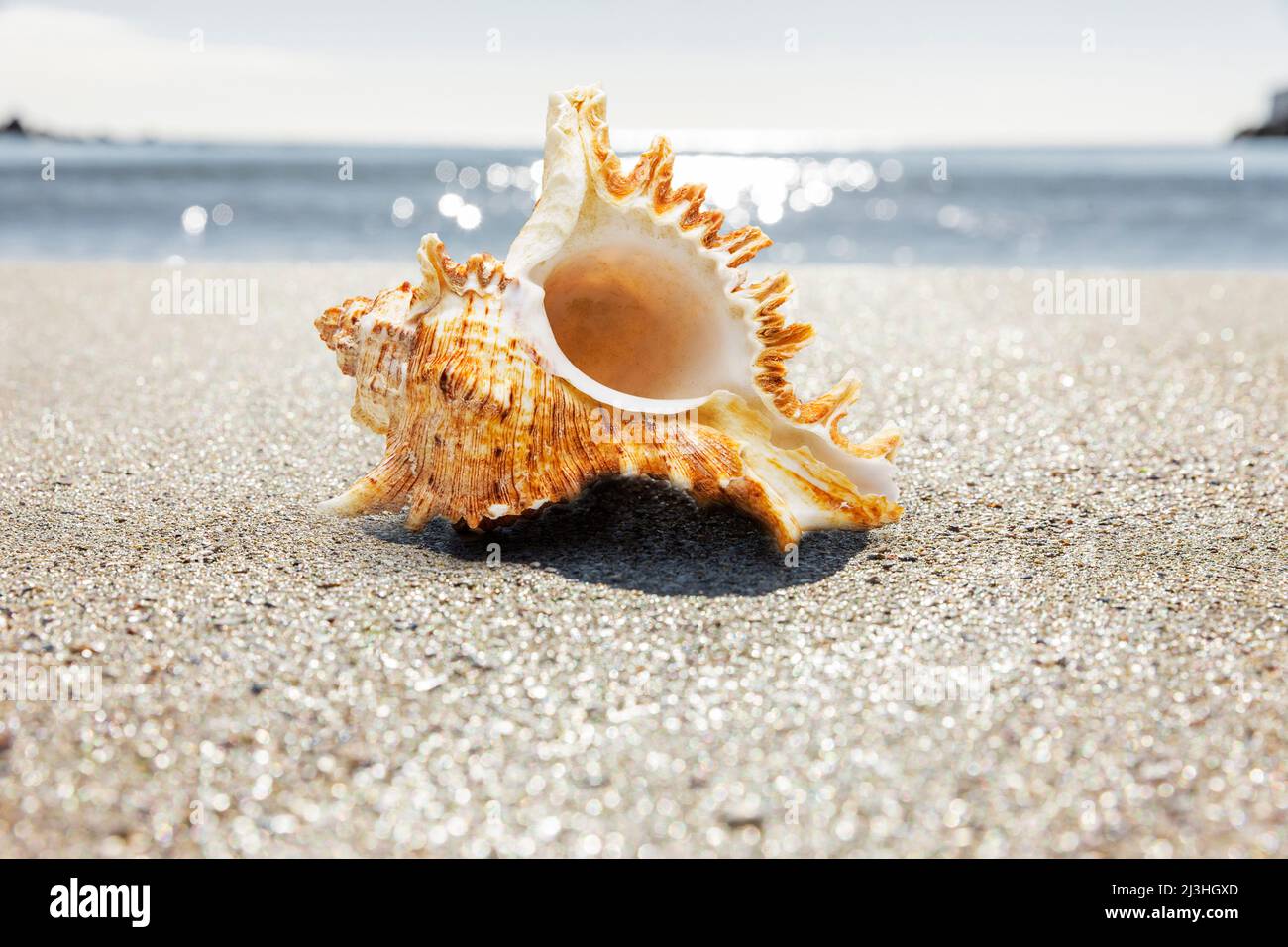 Escargot de mer Banque de photographies et d’images à haute résolution ...