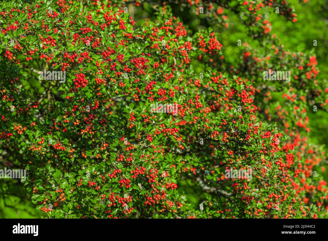 Arbuste aux fruits rouges Banque de photographies et d’images à haute ...