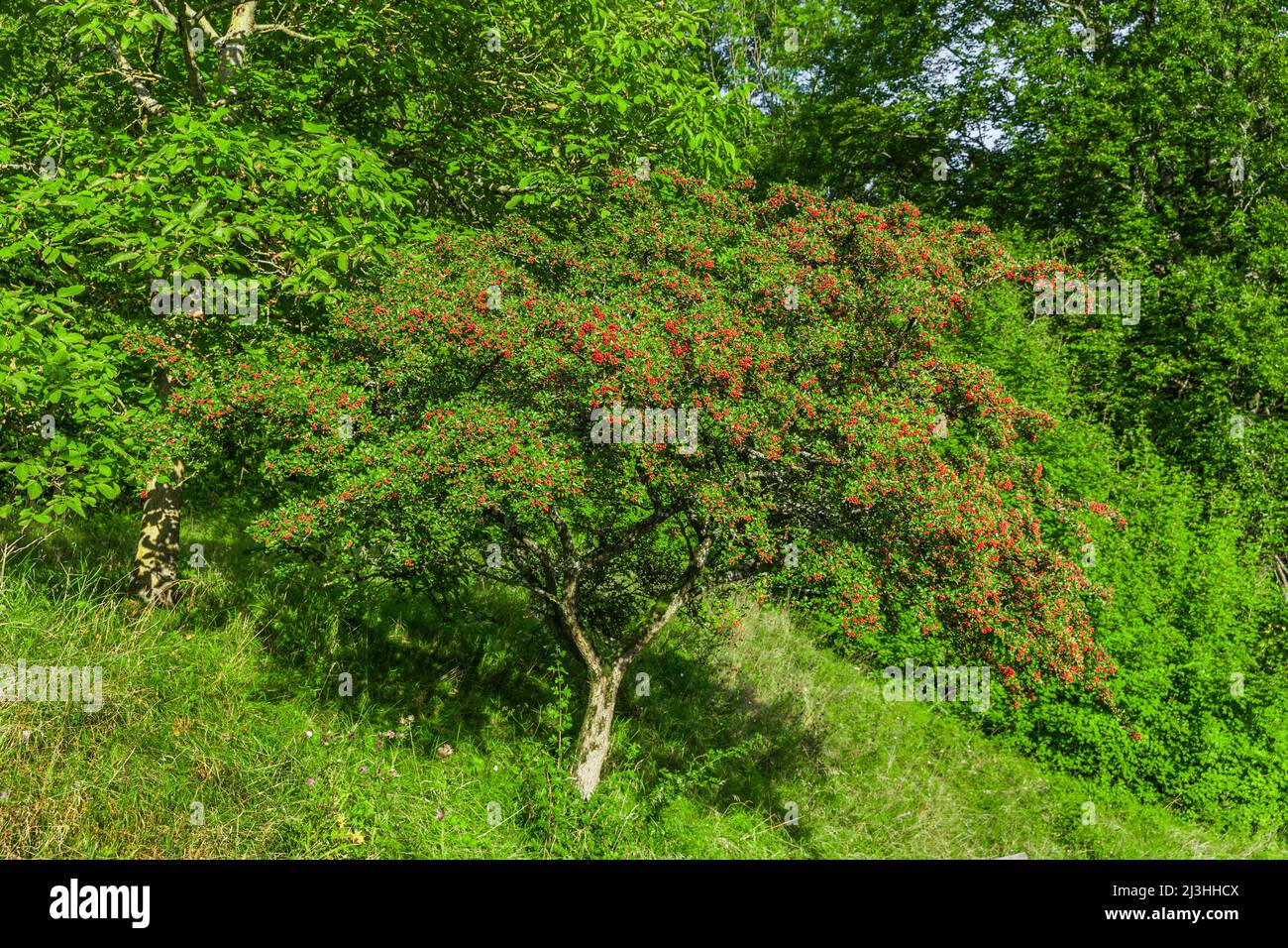 Arbuste aux fruits rouges Banque de photographies et d’images à haute ...