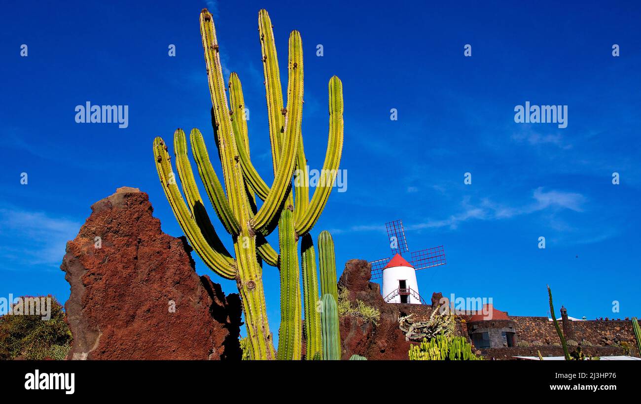 Cactus et roche rouge au premier plan Banque de photographies et d ...