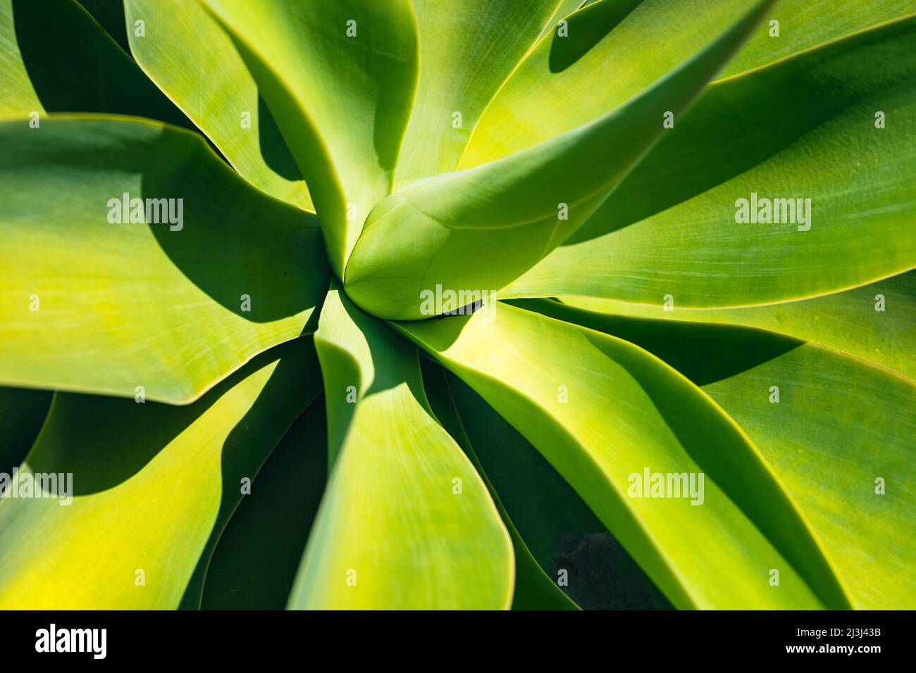 Feuilles pointues succulentes Banque de photographies et d’images à ...