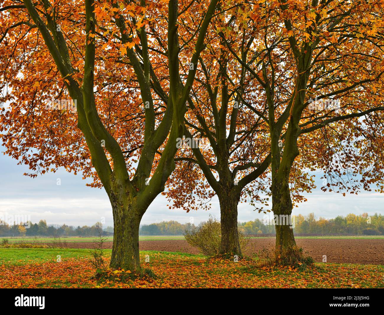 Platanes dans les feuilles d'automne Banque de photographies et d ...