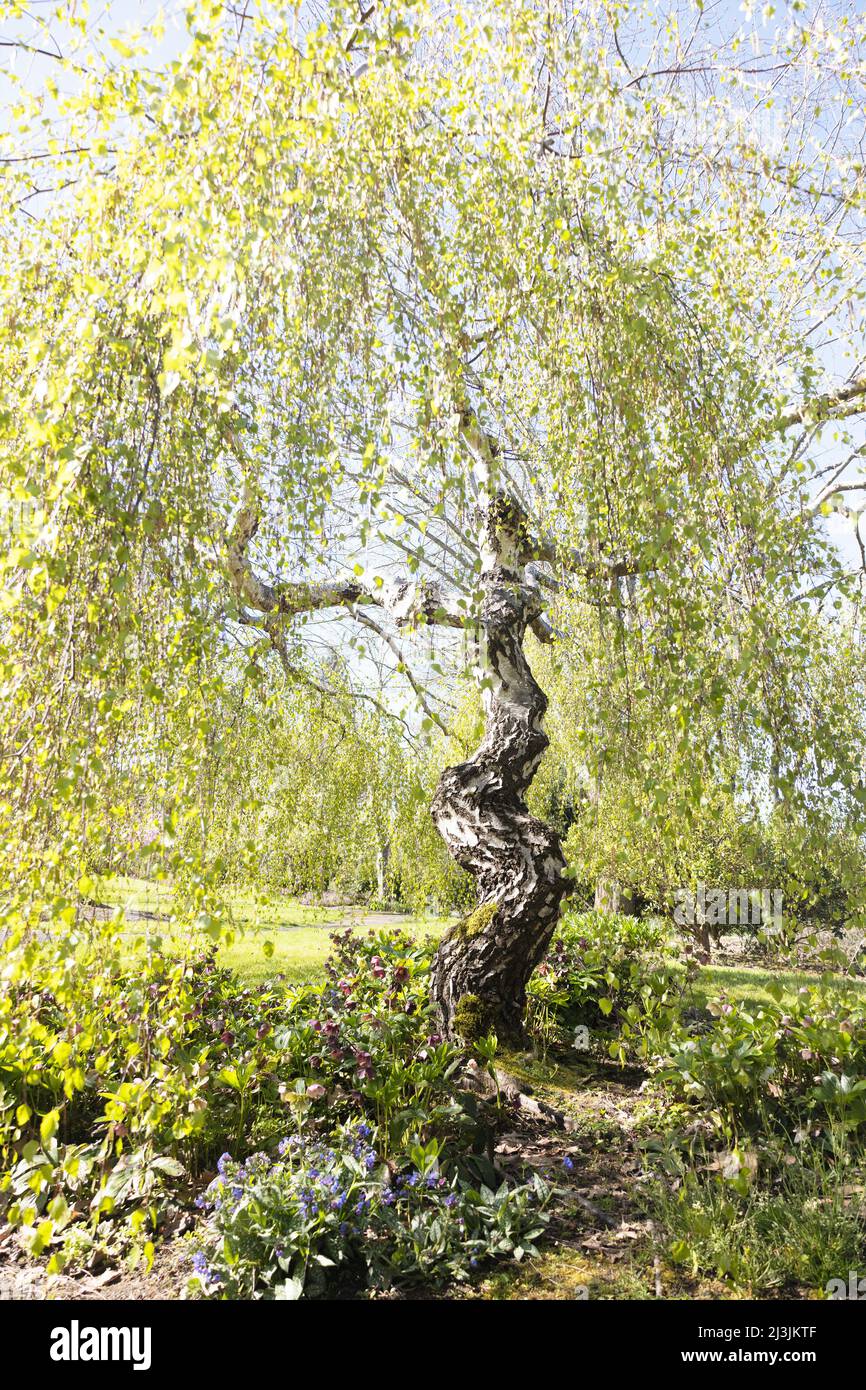 Bouleau pleureur betula pendula youngii Banque de photographies et d ...