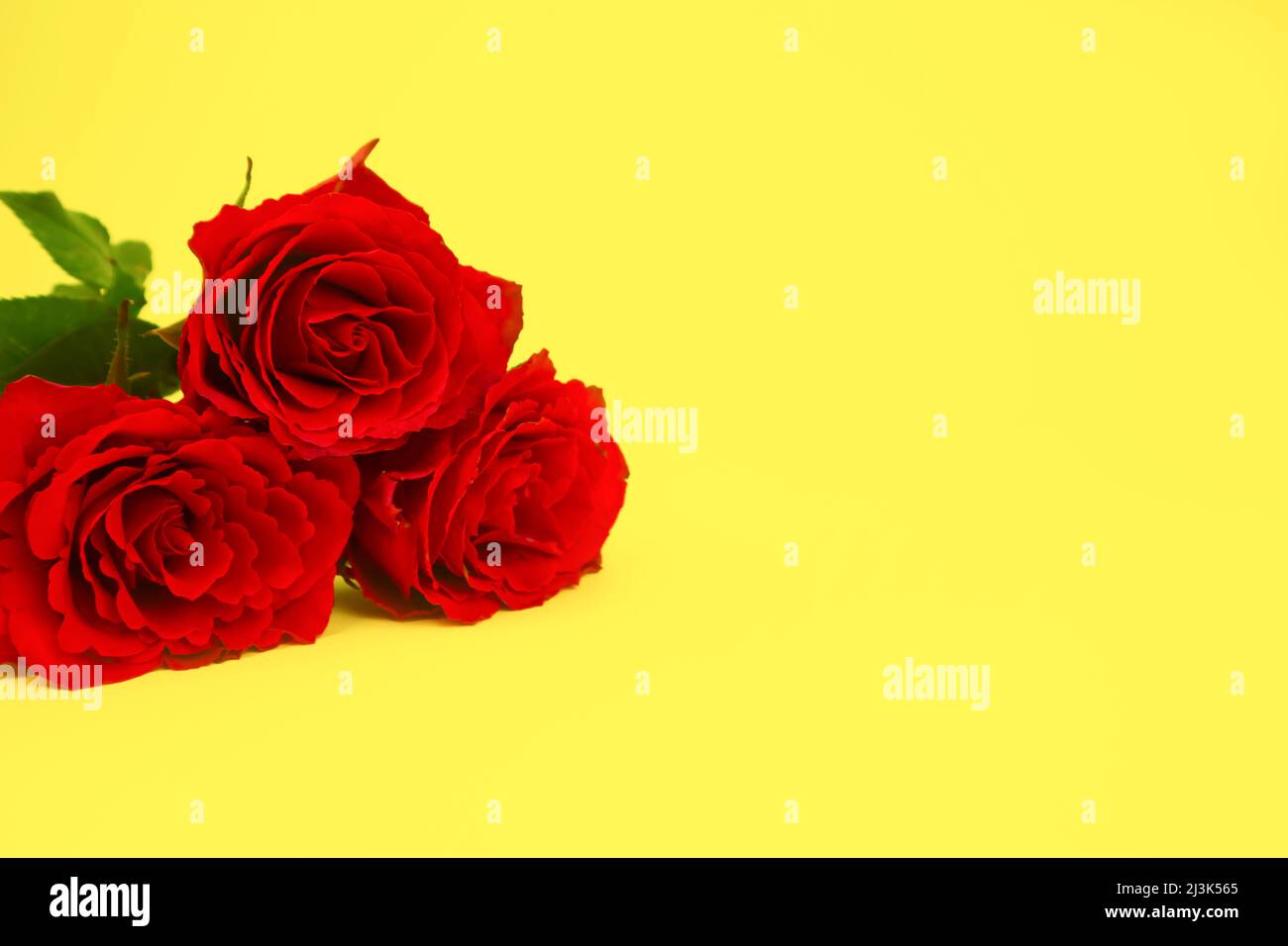 Carte de remerciement avec des roses roses Banque de photographies et d ...