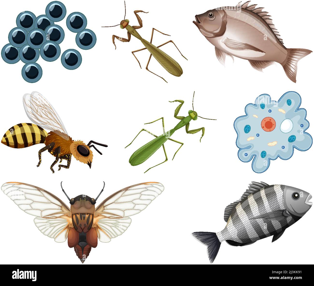 Différents types d'insectes et d'animaux sur fond blanc illustration ...