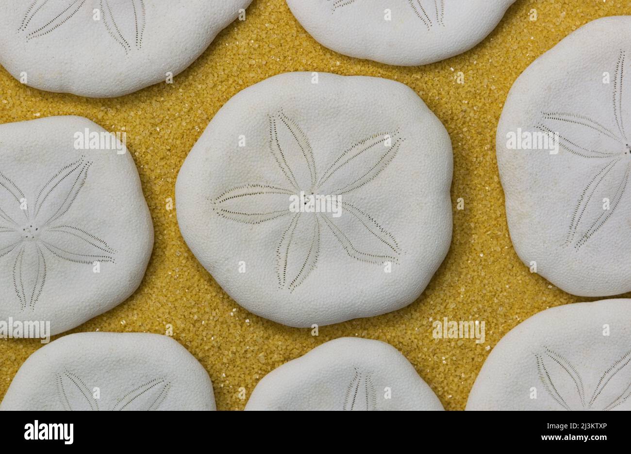 Des dollars de sable à la plage, plat poser macro gros plan. Oursin de ...