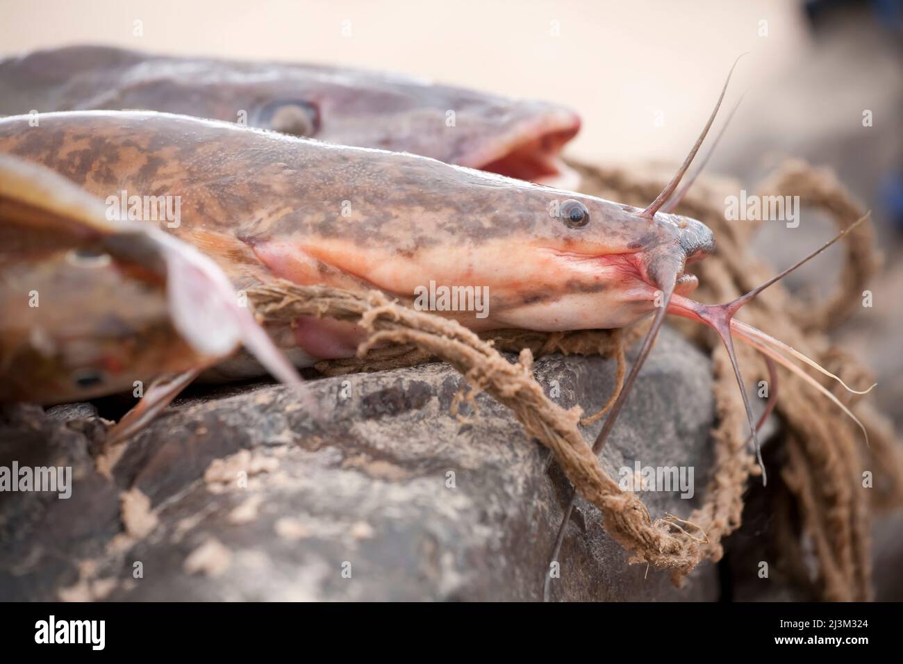 Une des nombreuses variétés de poissons-chats du fleuve Congo; Bulu ...