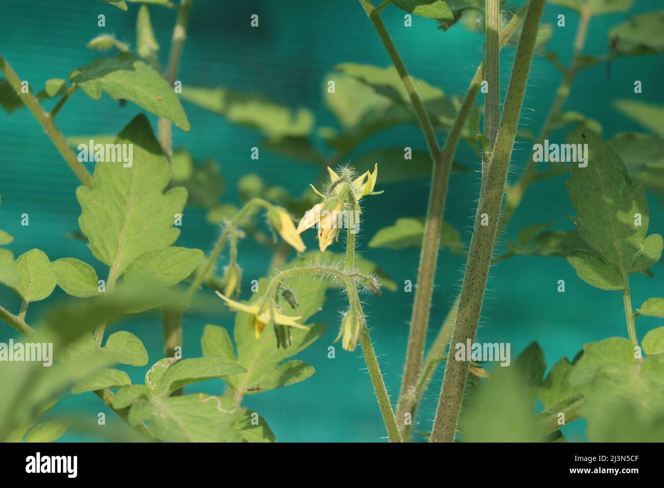 Tomate fleur de jardin potager bio Banque de photographies et d’images ...