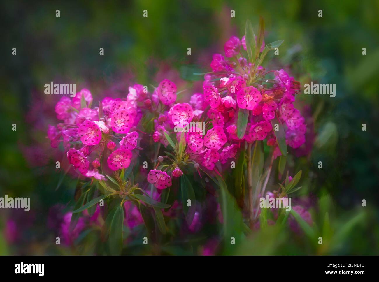 Fleurs sauvages rose vif Banque de photographies et d’images à haute ...