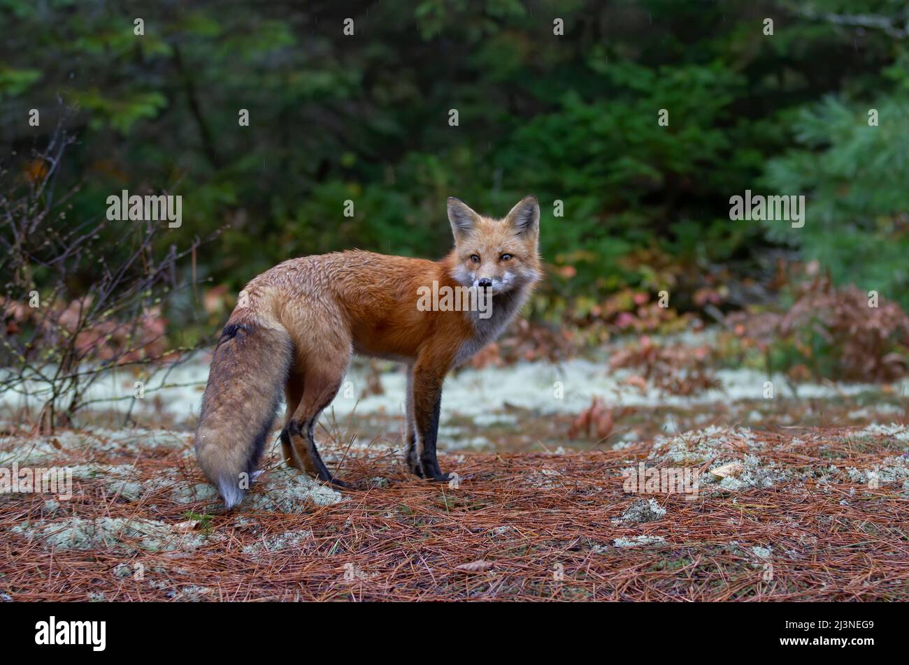 Renard roux Vulpes vulpes dans la forêt de pins avec une queue ...