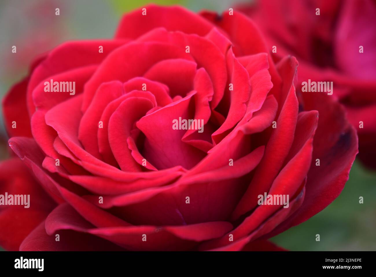 Fond De Couleur Rose Rouge