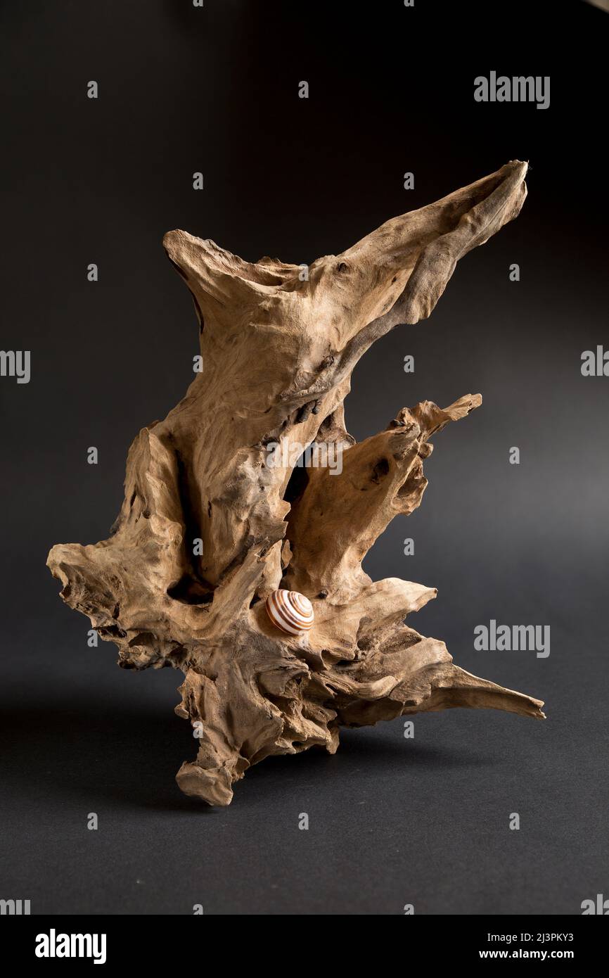 Alte wurzel Banque de photographies et d’images à haute résolution - Alamy