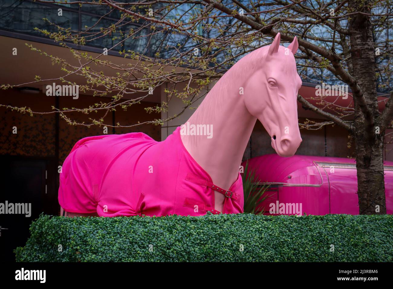 Cheval rose Banque de photographies et d’images à haute résolution - Alamy