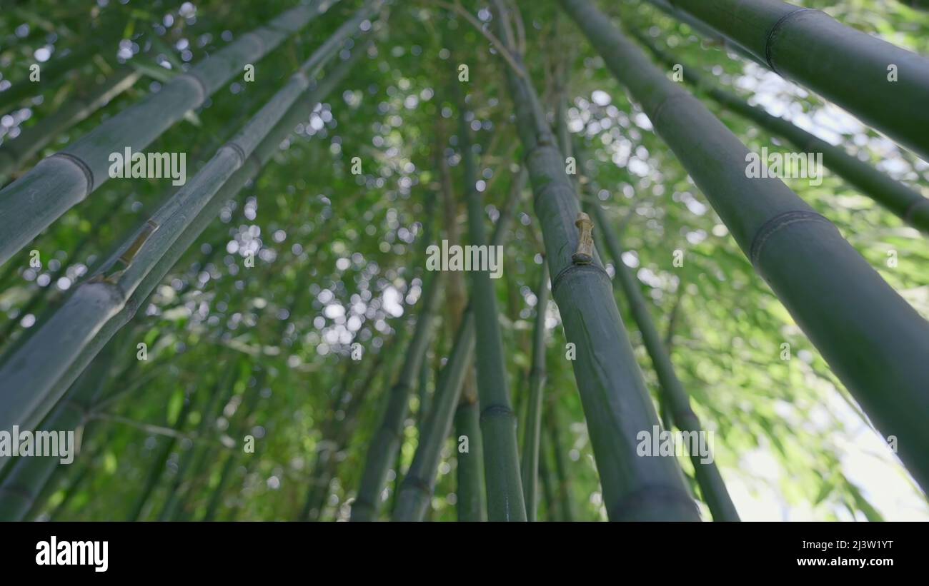 Une immense forêt verte avec de longs arbres.action. Arbres fins, longs ...