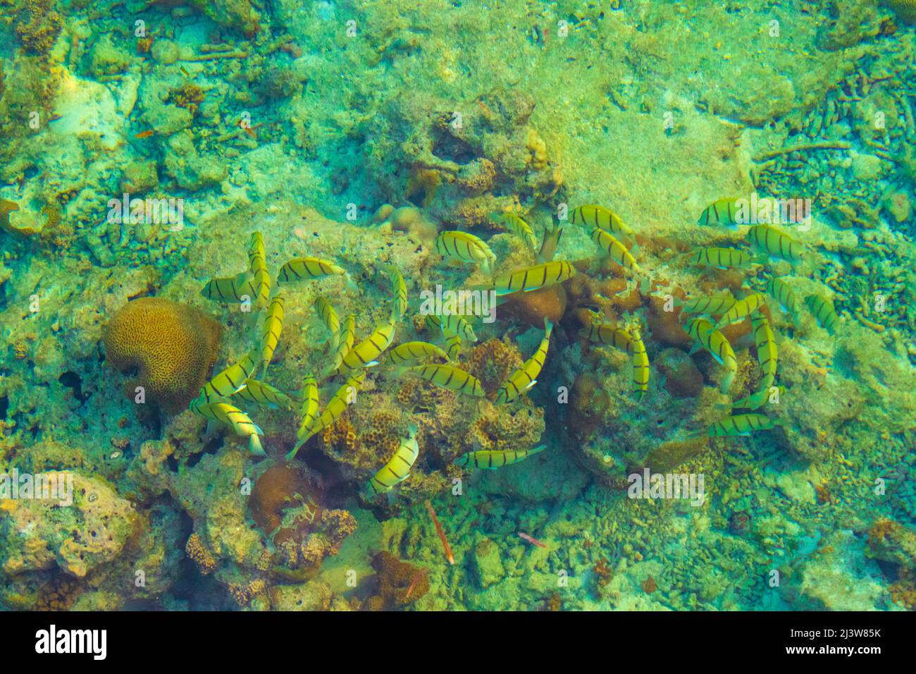 Passage de poissons tropicaux à la scène colorée de récif de corail ...